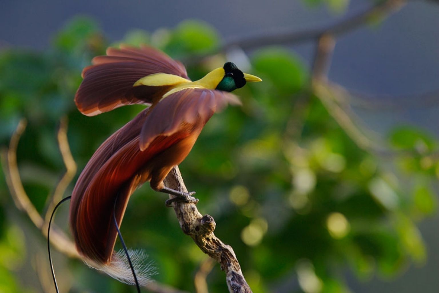 Habitat Burung Cendrawasih di Pulau Baun: Keajaiban Alam Maluku - Jejak ...